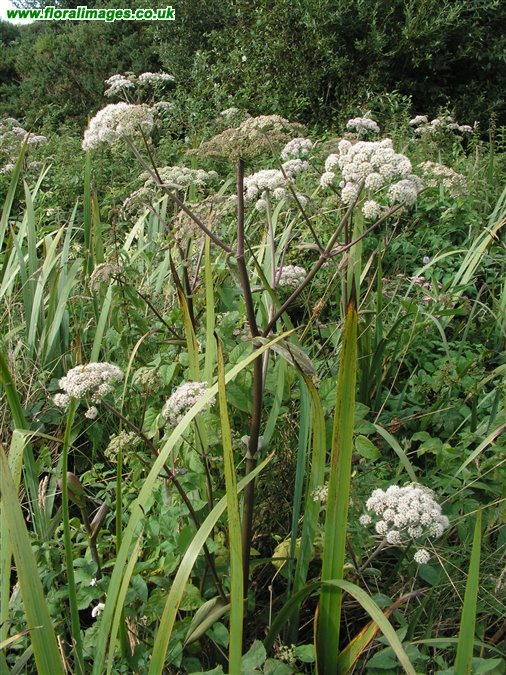 Angelica sylvestris, picture 14 of 22