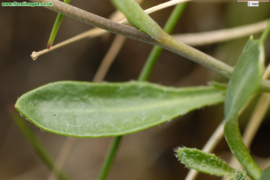 Arabidopsis petraea, picture 6 of 8