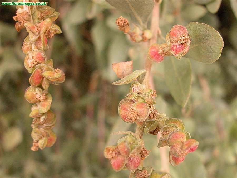 Atriplex halimus, picture 1 of 2