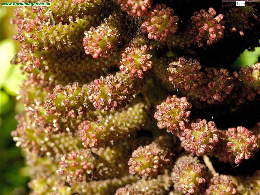 Gunnera tinctoria, picture 3 of 4