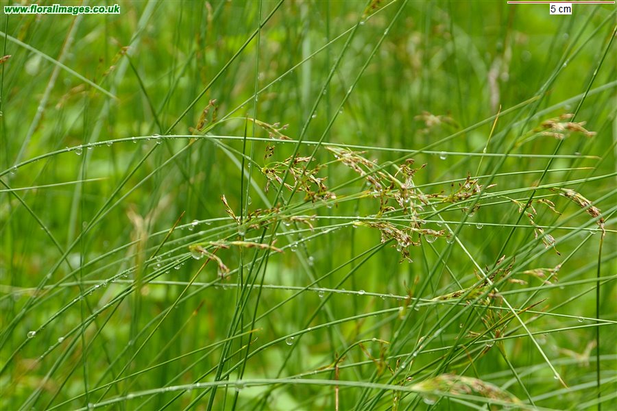 Juncus inflexus, picture 2 of 7