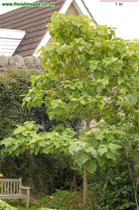 Paulownia tomentosa, picture 7 of 10