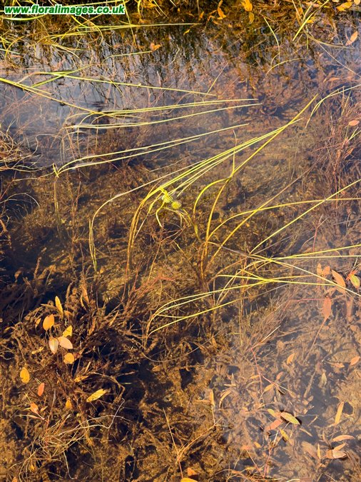 Sparganium angustifolium, picture 2 of 6