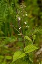 FloralImages - a botanical reference for the UK flora